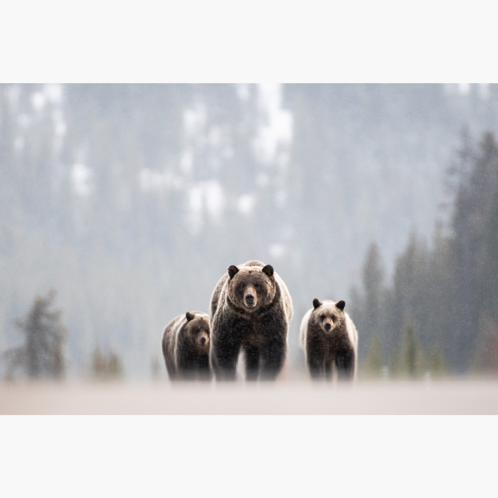 Canadian Wildlife Photography - Jayden Daniels Wild Imagery - Action Hero