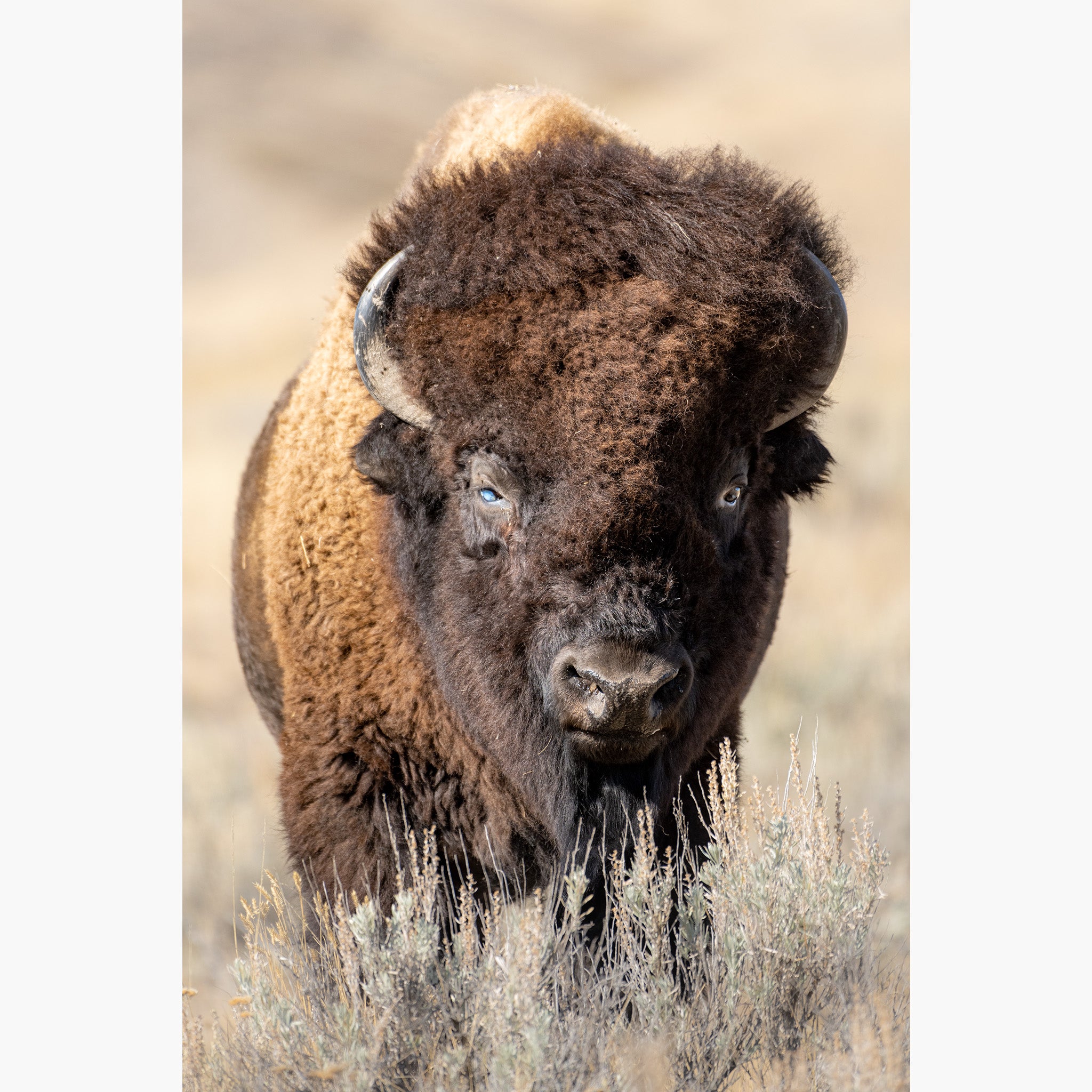 Canadian Wildlife Photography - Unbreakable Spirit by Jayden Daniels ...